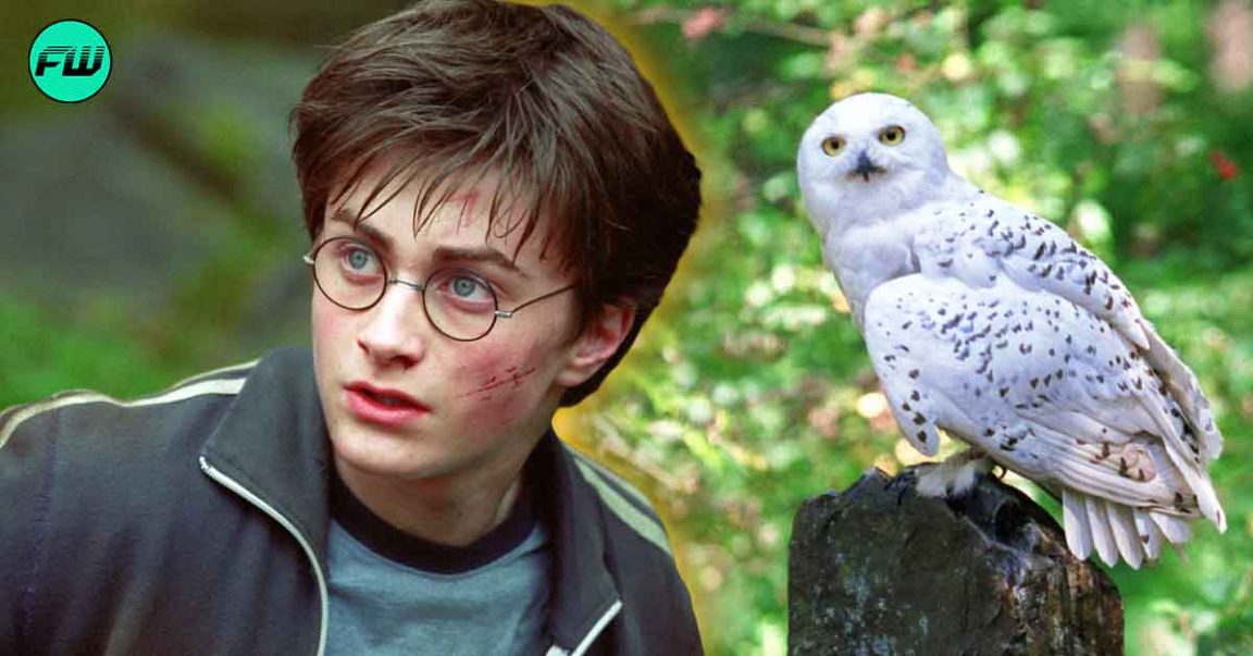 "Owls can't be cuddled": Daniel Radcliffe's Pet in Harry Potter Caused ...