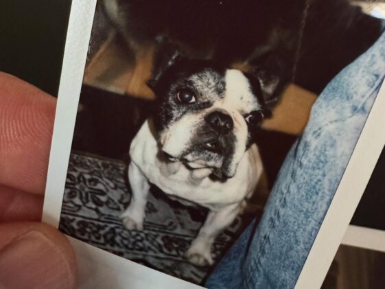 Hollywood's Biggest Dog Lovers: 50 Celebrities Who Love Their Furry Friends