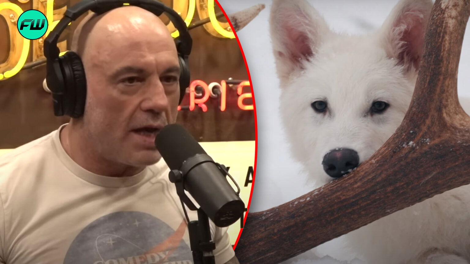 Joe Rogan Finds the Secrets of How Scientists Brought Back Dire Wolves From Extinction