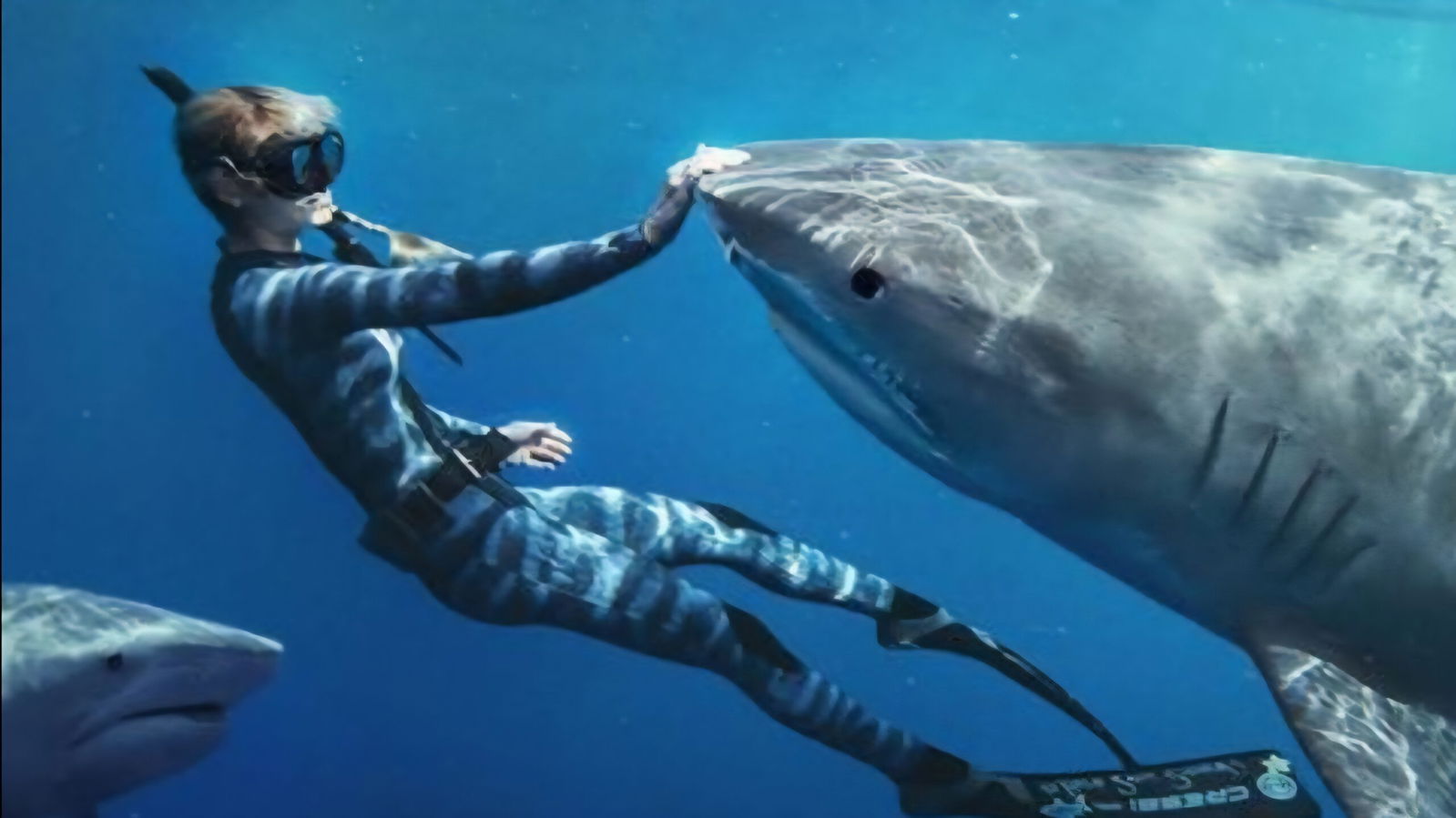 Shark Whisperer (2025) Review and Synopsis
