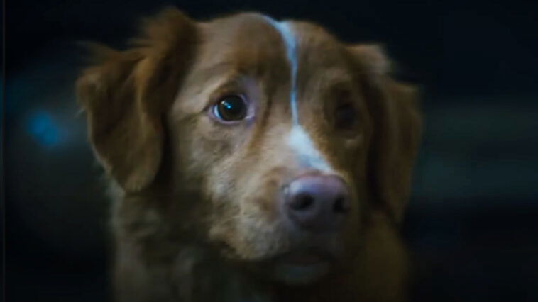 Good Boy Director Explains How He Made His Dog Act in 2025’s Most ...