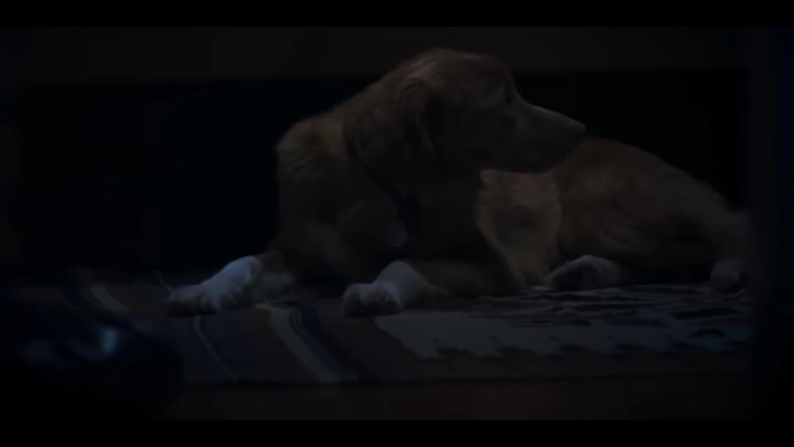 Good Boy Director Explains How He Made His Dog Act in 2025’s Most ...