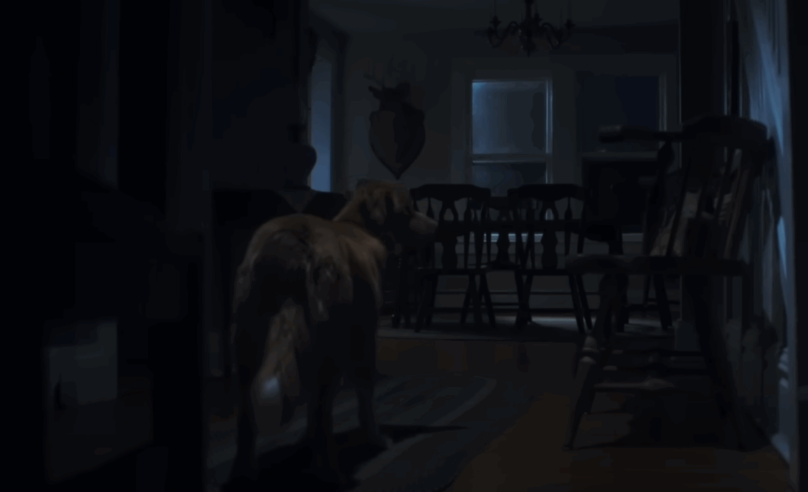 Good Boy Final Trailer: Man’s Best Friend in Horror Movie of The Year ...