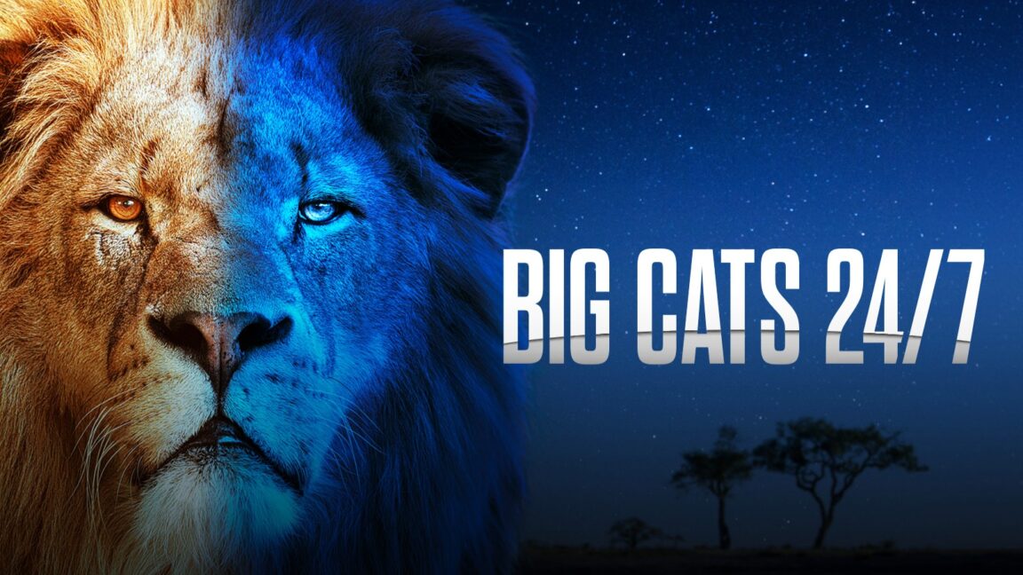 Big Cats 24/7 Season 2 Release Schedule Explained: Date, Time & Platforms