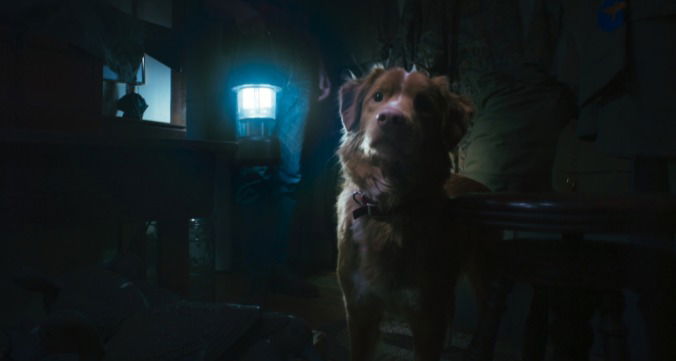 Good Boy Review - A Bold, Brilliant, and Devastating Twist on Horror