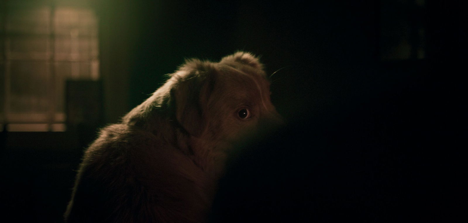 Good Boy Ending Explained: What Happens to Todd in The End?