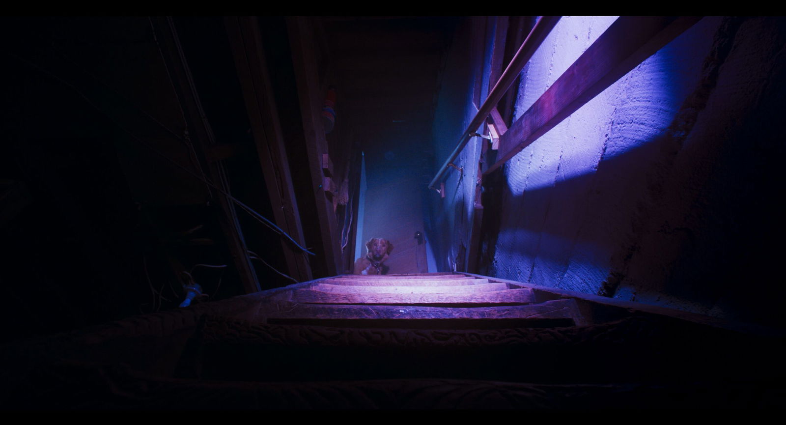 Good Boy Review - A Bold, Brilliant, and Devastating Twist on Horror