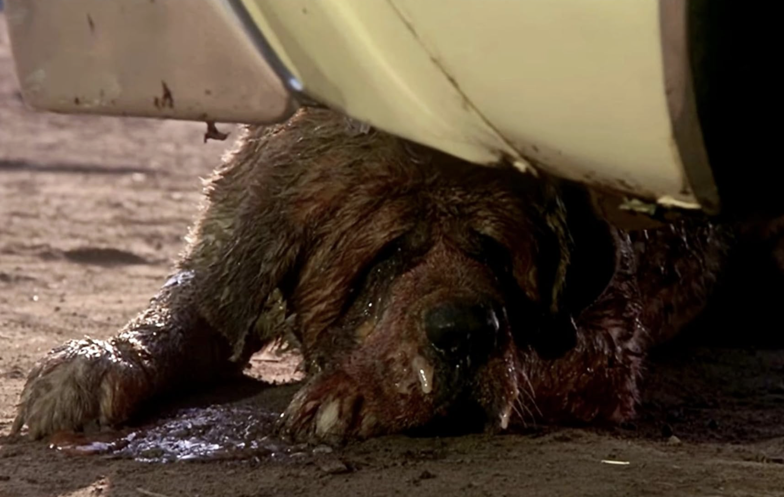 "Those dogs look horrible anyway": Stephen King Never Regretted Cujo, a ...