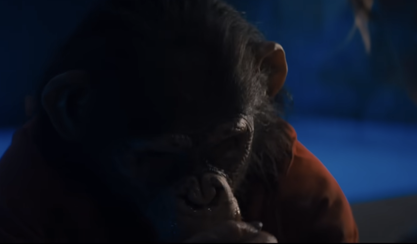 Primate (2025): Release Date, Cast, Plot, and Everything We Know